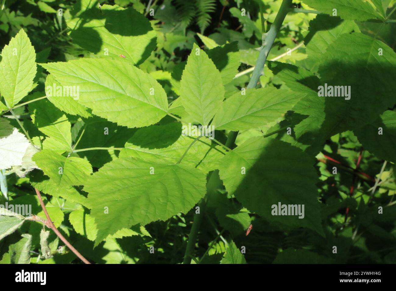 whitebark raspberry (Rubus leucodermis Stock Photo - Alamy