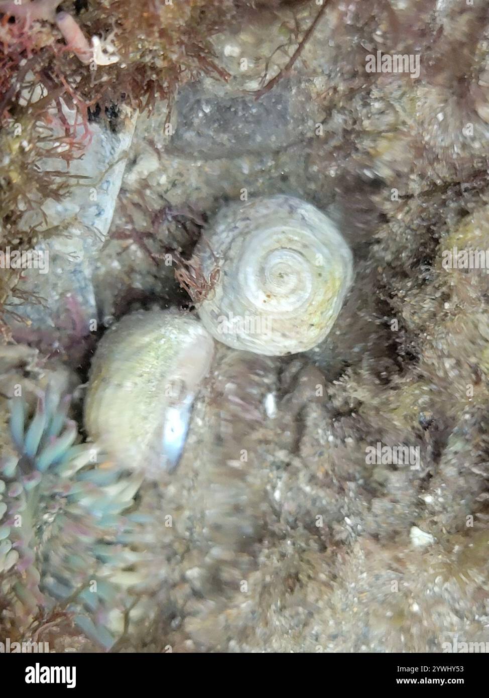 Eiseni hi-res stock photography and images - Alamy