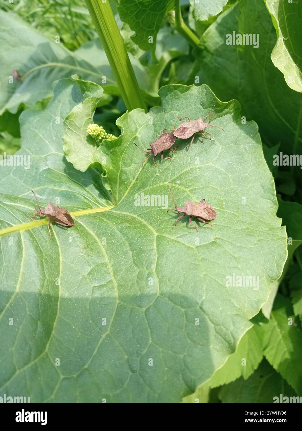 Dock Bug (Coreus marginatus Stock Photo - Alamy