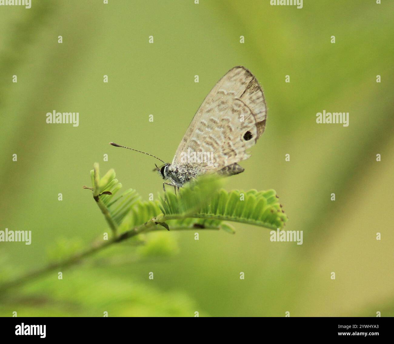 Common Line Blue (Prosotas nora Stock Photo - Alamy
