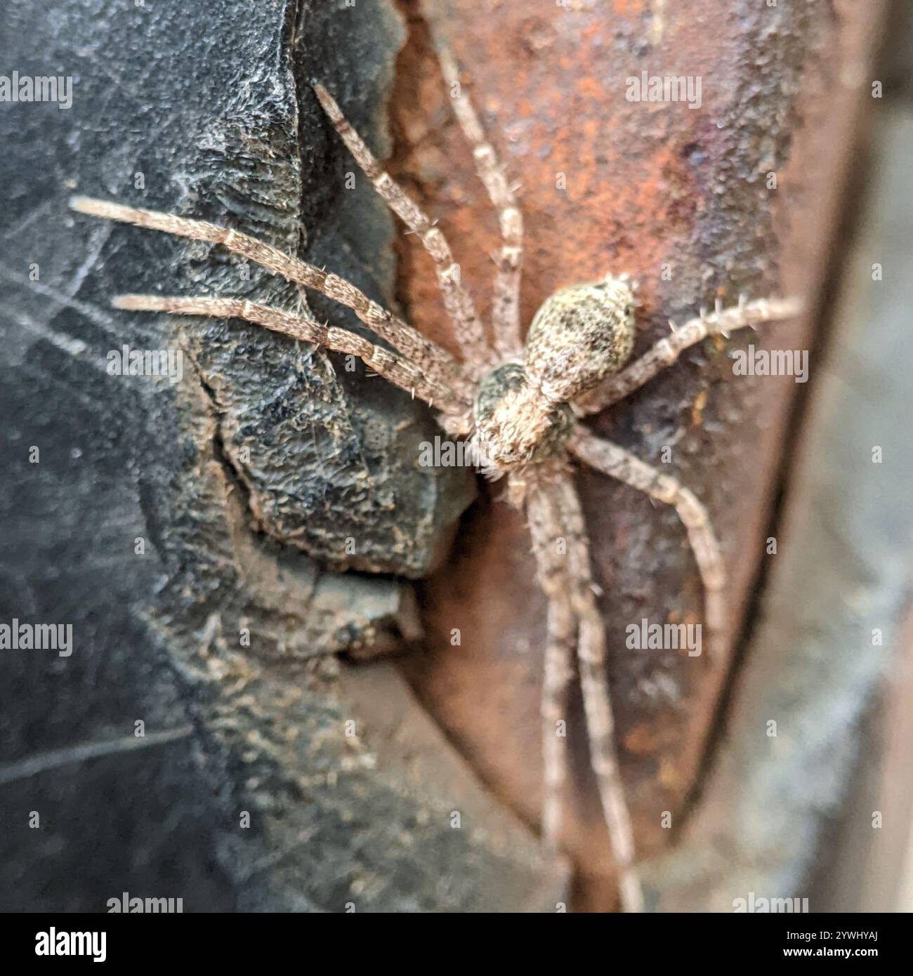 Running Crab Spiders (Philodromus Stock Photo - Alamy