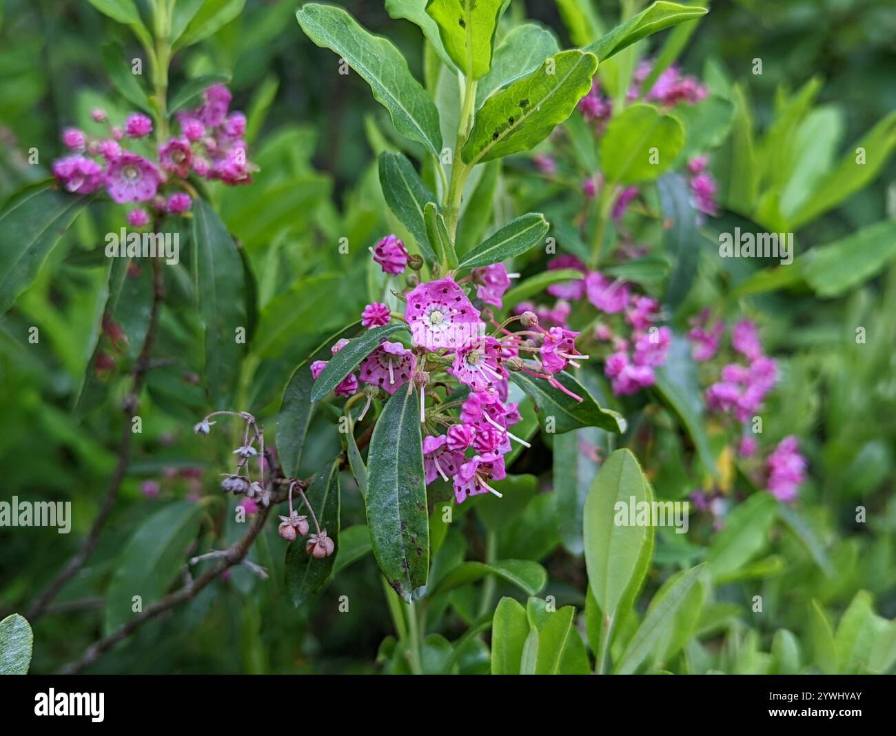sheep laurel (Kalmia angustifolia Stock Photo - Alamy