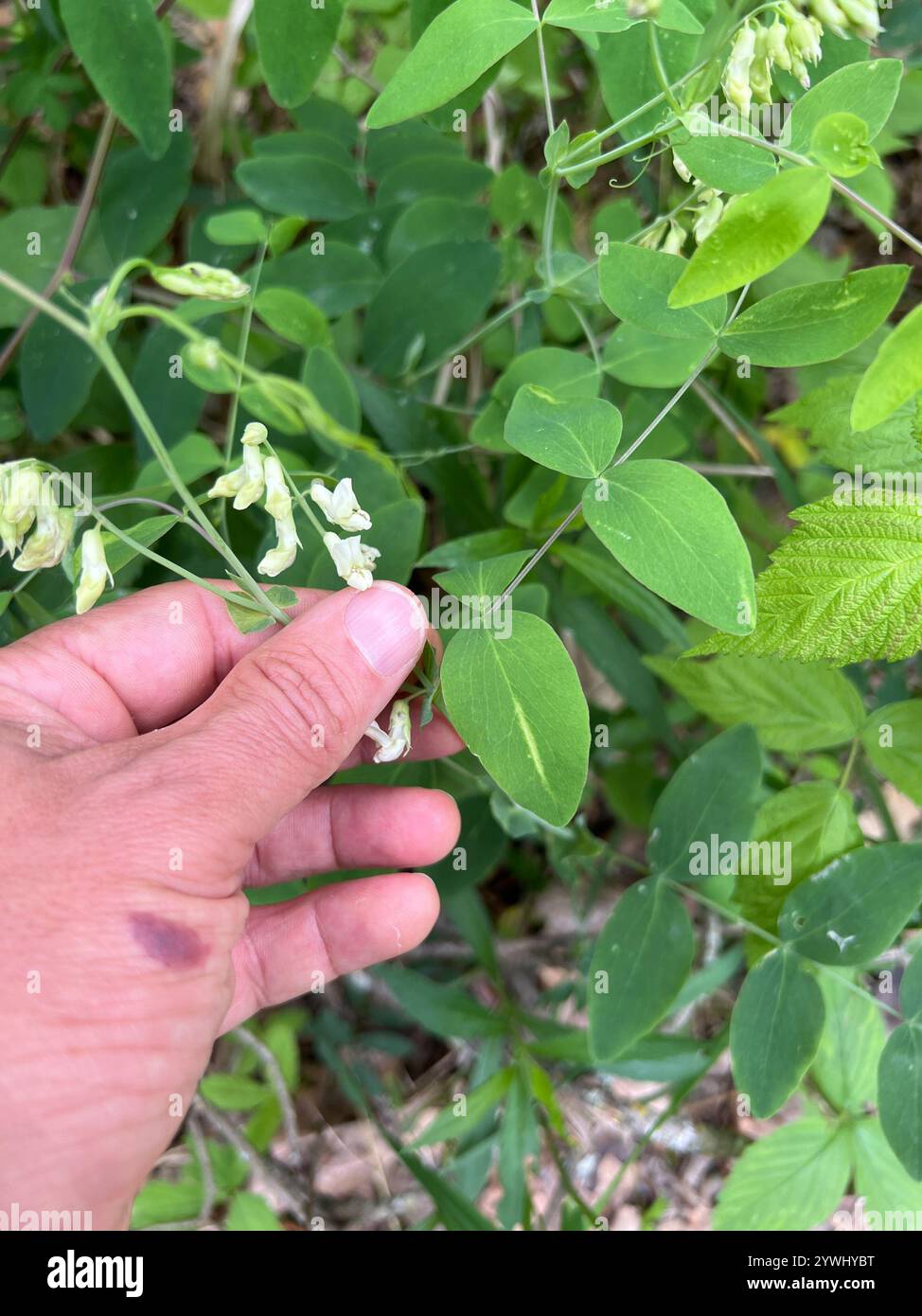 pale vetchling (Lathyrus ochroleucus Stock Photo - Alamy