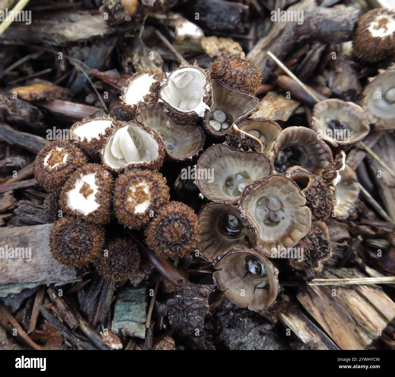 fluted bird's nest fungus (Cyathus striatus Stock Photo - Alamy