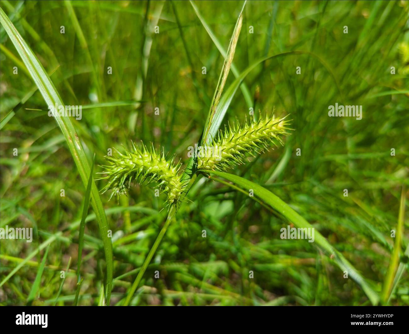 sallow sedge (Carex lurida Stock Photo - Alamy
