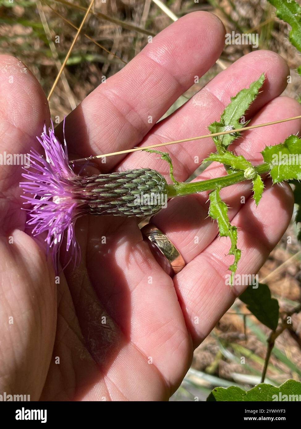 sandhill thistle (Cirsium repandum Stock Photo - Alamy