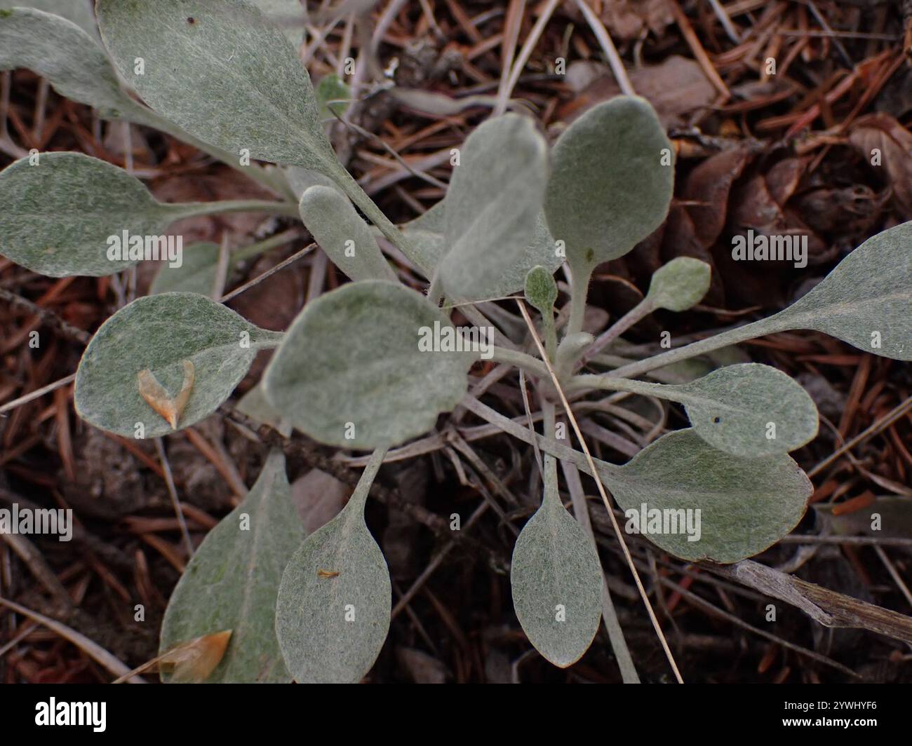 woolly groundsel (Packera cana Stock Photo - Alamy