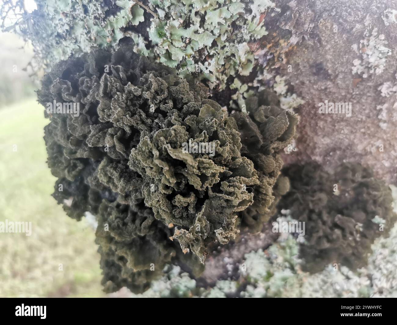 common lichens (Lecanoromycetes Stock Photo - Alamy
