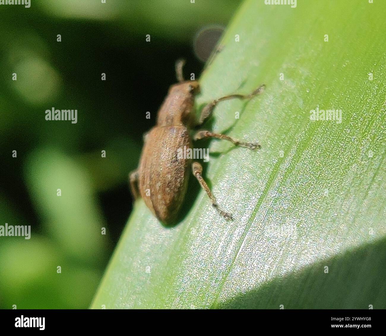 Clover root weevil (Sitona lepidus Stock Photo - Alamy