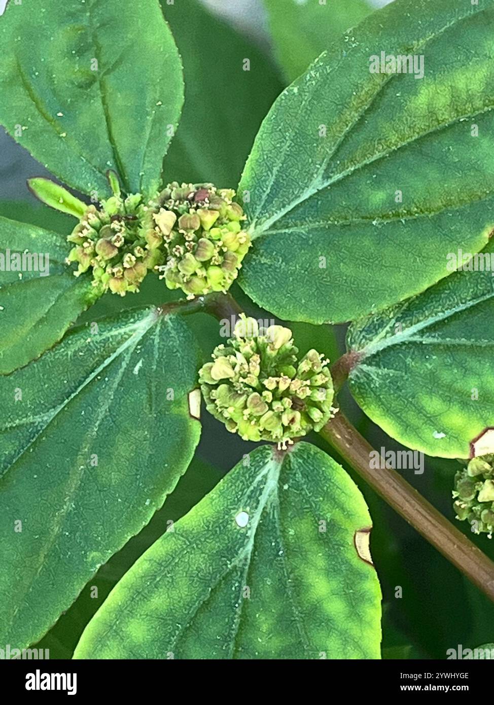 Asthma plant (Euphorbia hirta Stock Photo - Alamy
