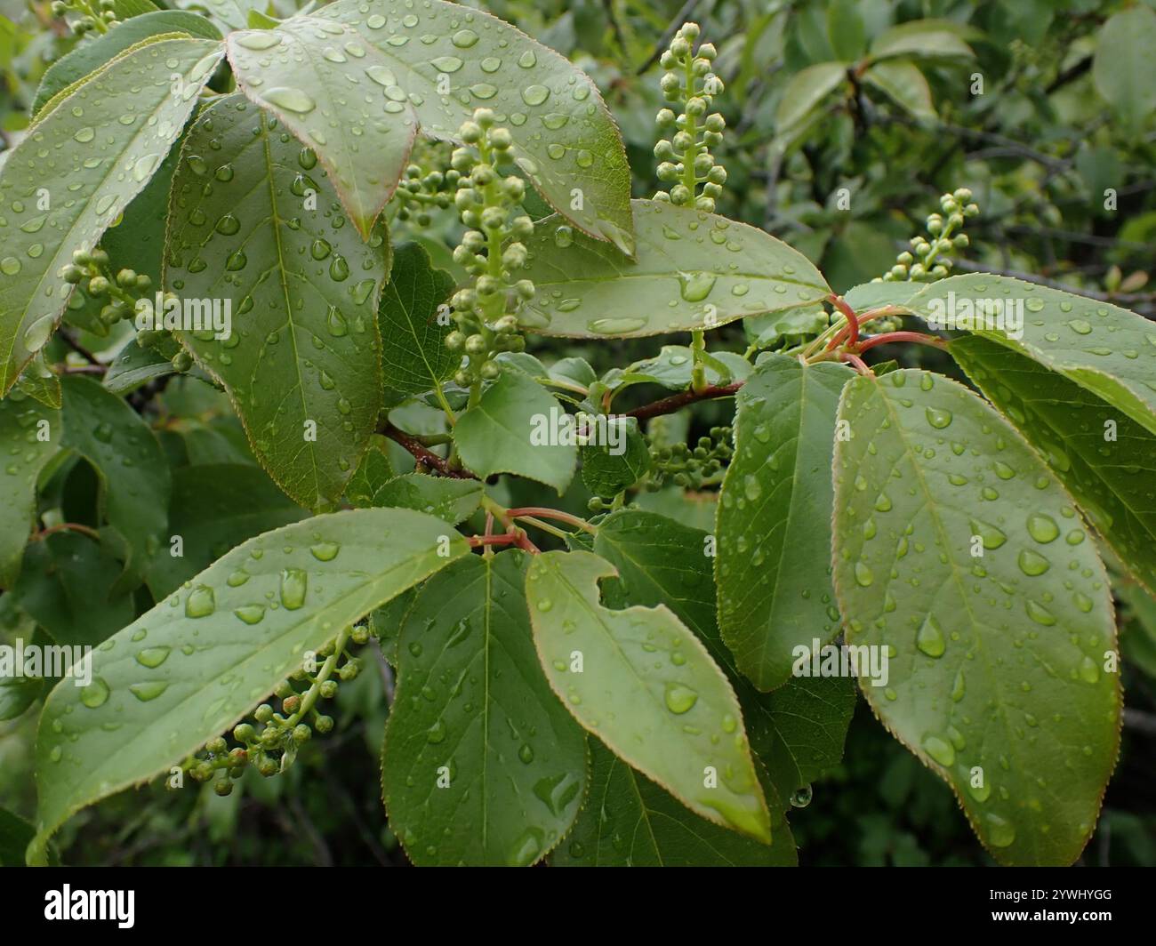 chokecherry (Prunus virginiana Stock Photo - Alamy