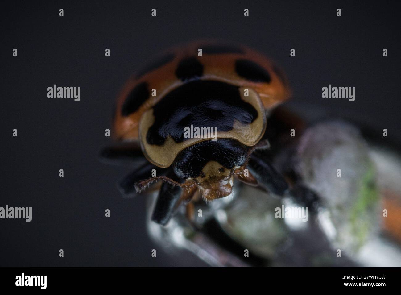 Thirteen-spotted Lady Beetle (Hippodamia tredecimpunctata Stock Photo ...