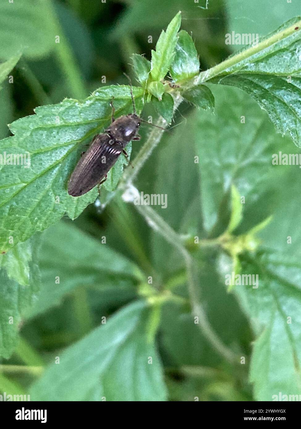 Click Beetles (Elateridae Stock Photo - Alamy