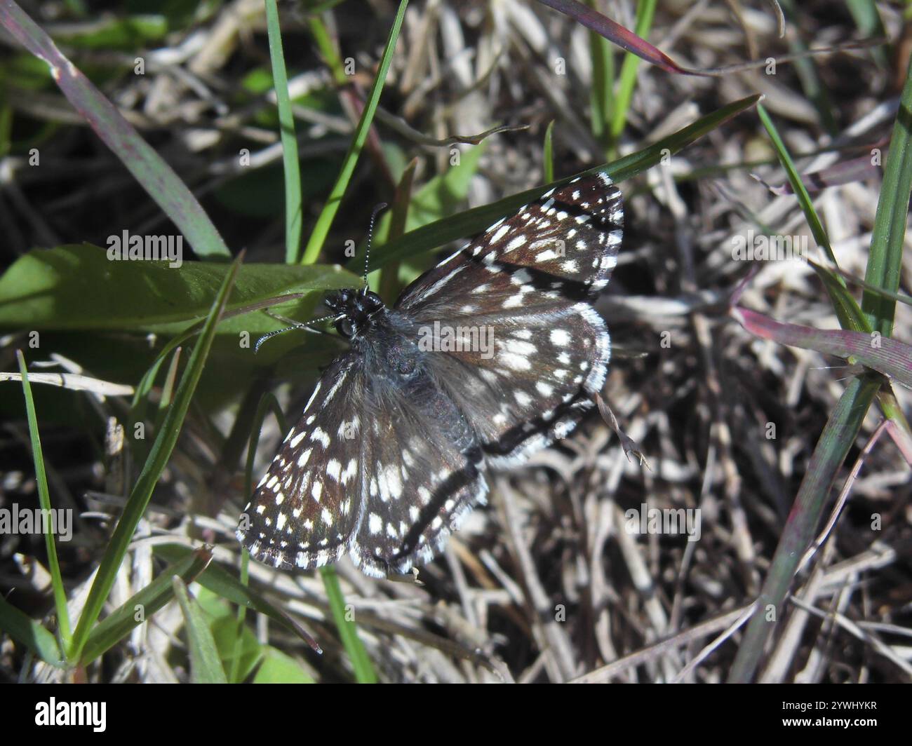 Orcus Checkered-Skipper (Burnsius orcus Stock Photo - Alamy