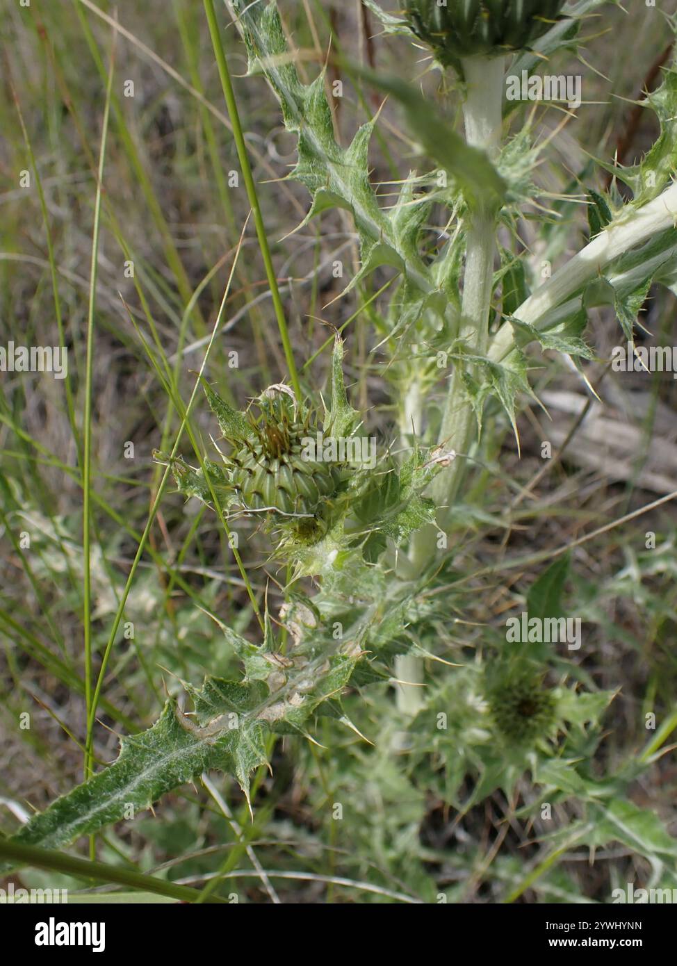 wavyleaf thistle (Cirsium undulatum Stock Photo - Alamy