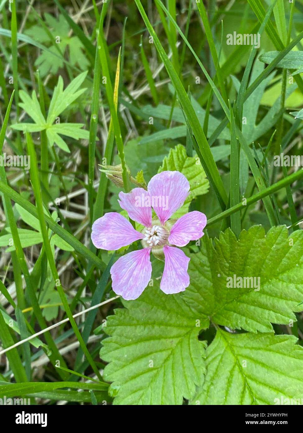 Arctic raspberry (Rubus arcticus Stock Photo - Alamy