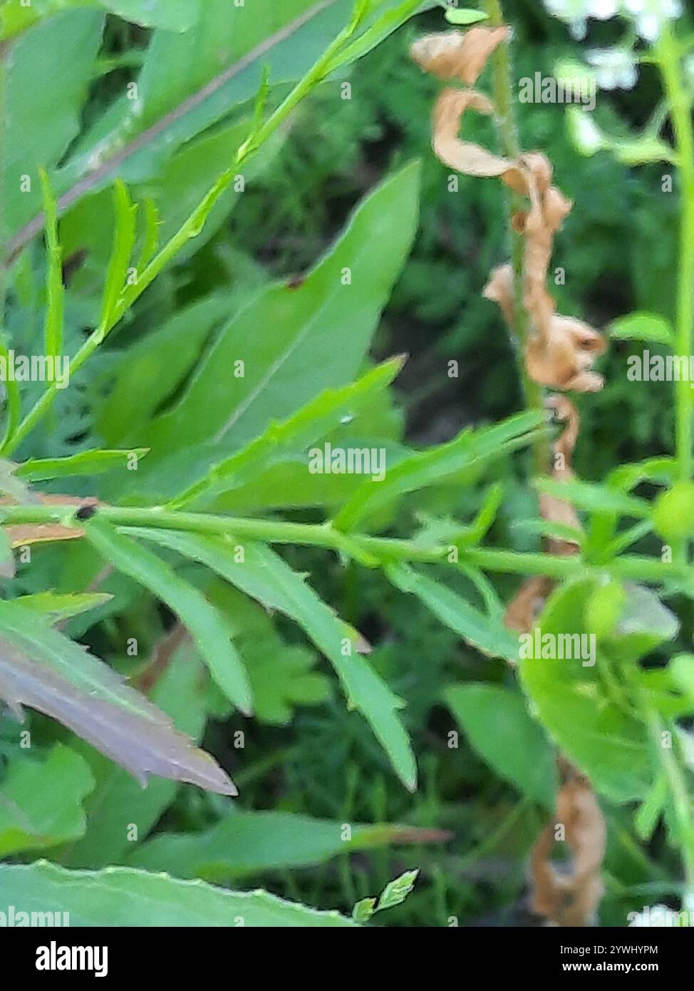 Virginia pepperweed (Lepidium virginicum Stock Photo - Alamy