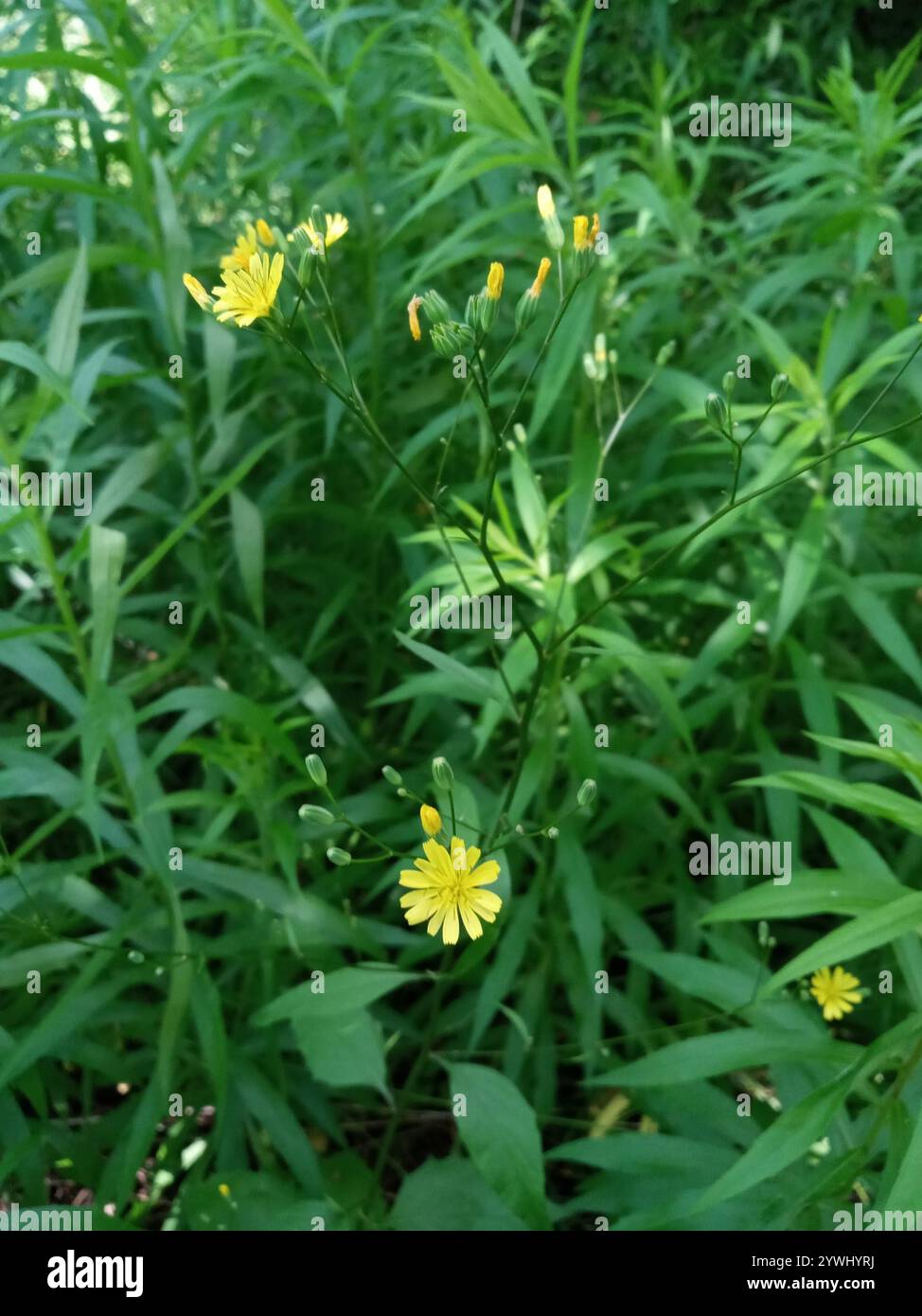 nipplewort (Lapsana communis Stock Photo - Alamy