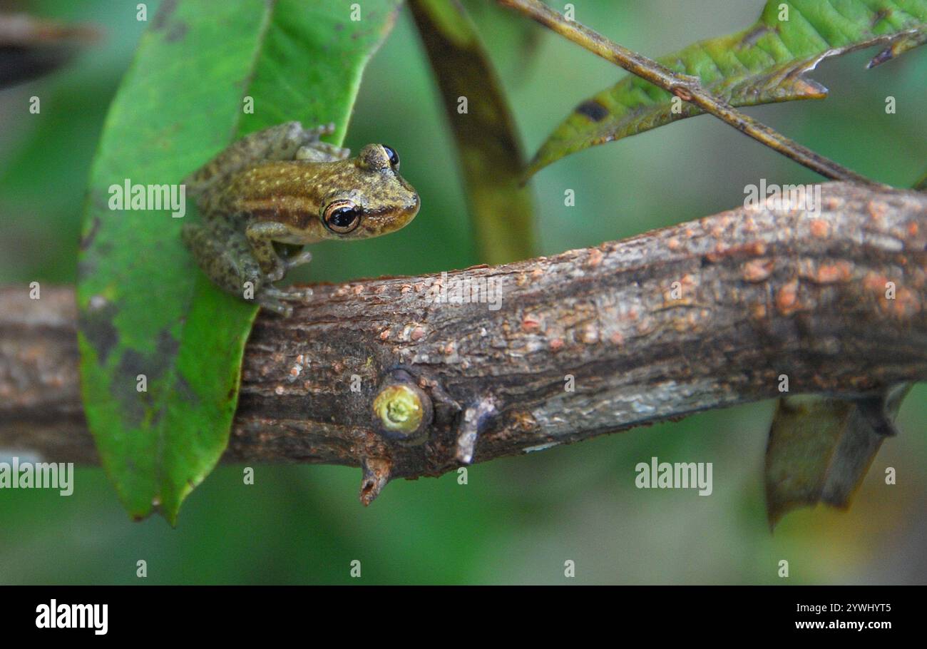 Snouted Tree Frogs (Scinax Stock Photo - Alamy