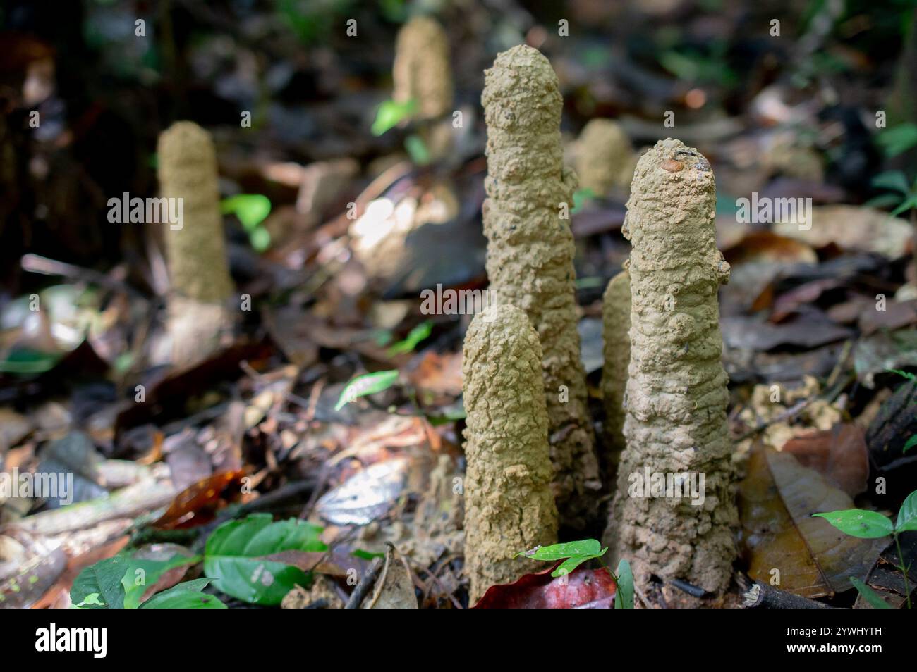 Brazilian Rainforest Cicada (Guyalna chlorogena Stock Photo - Alamy