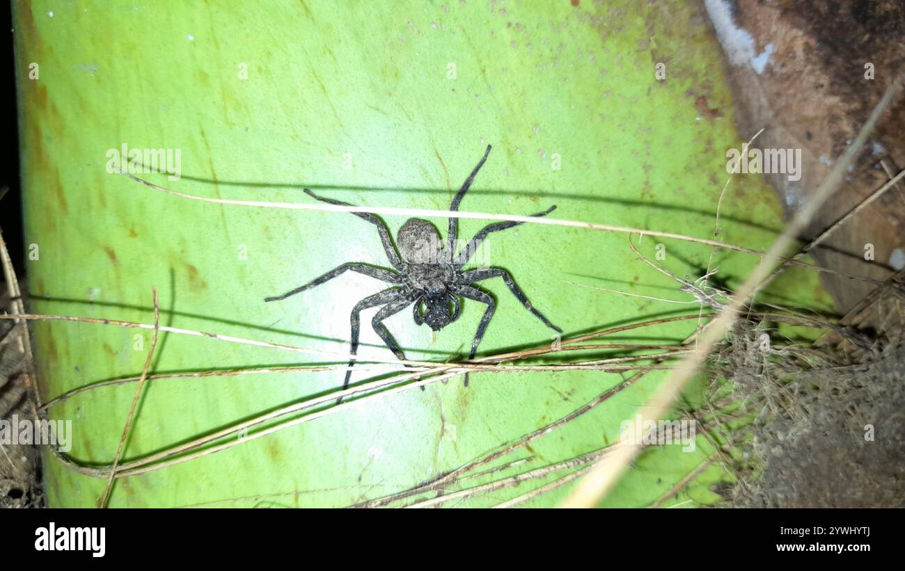 Crescent-eyed Spiders (Selenops Stock Photo - Alamy