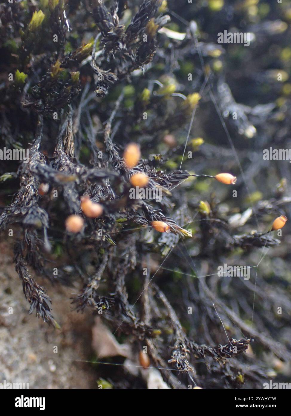 Yellow Fringe-moss (Racomitrium aciculare Stock Photo - Alamy