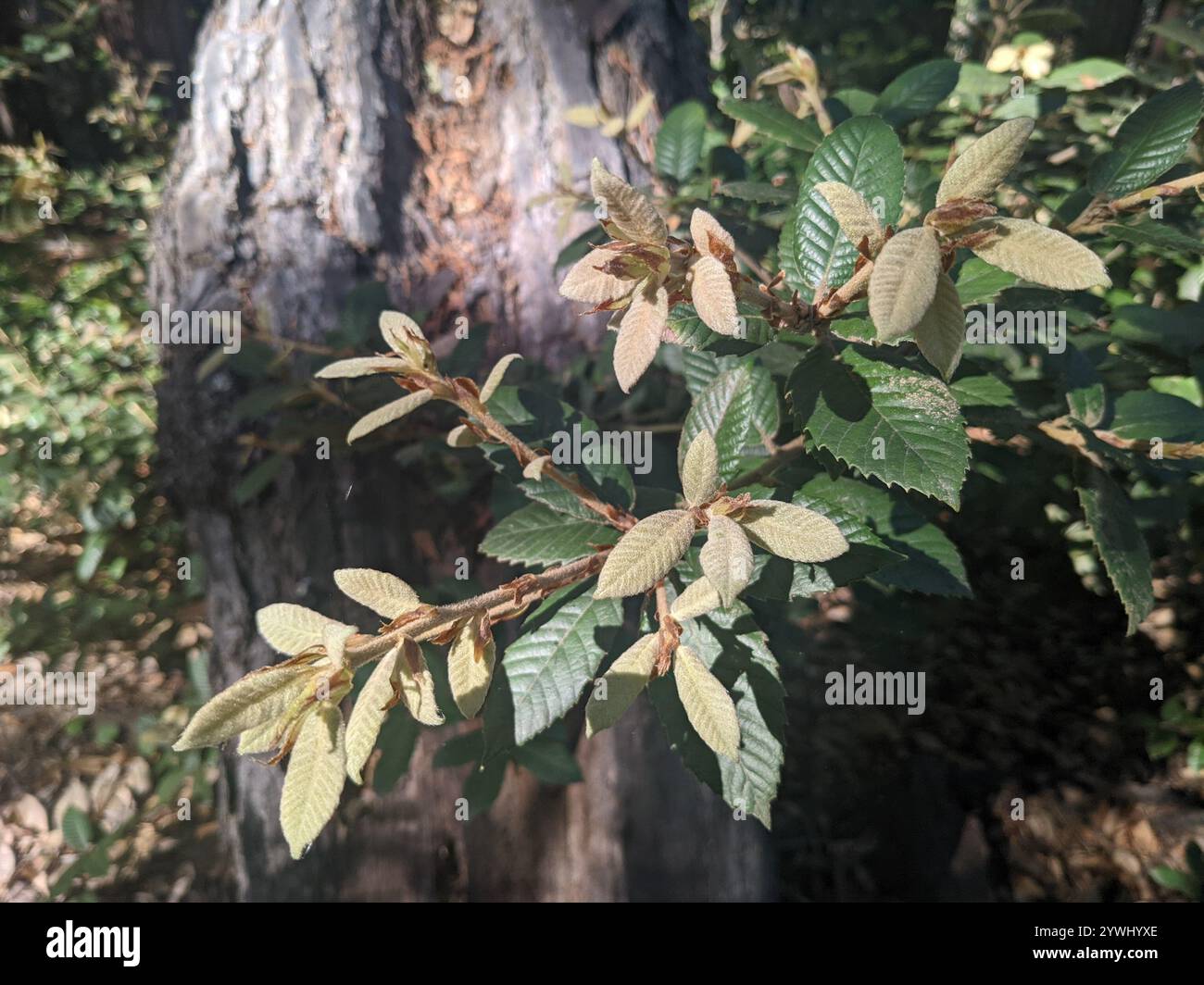 Tanoak (Notholithocarpus densiflorus Stock Photo - Alamy