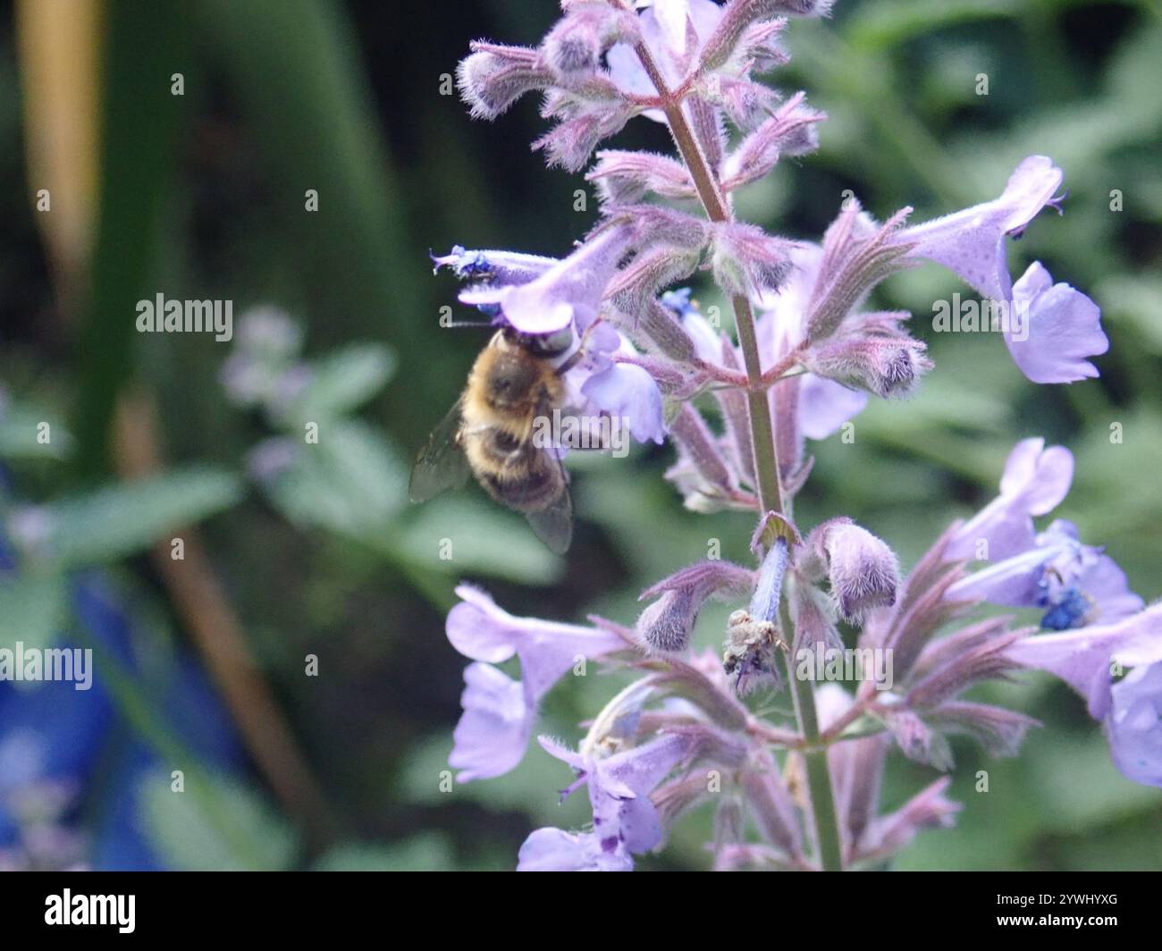 Common Digger Bees (Anthophora Stock Photo - Alamy