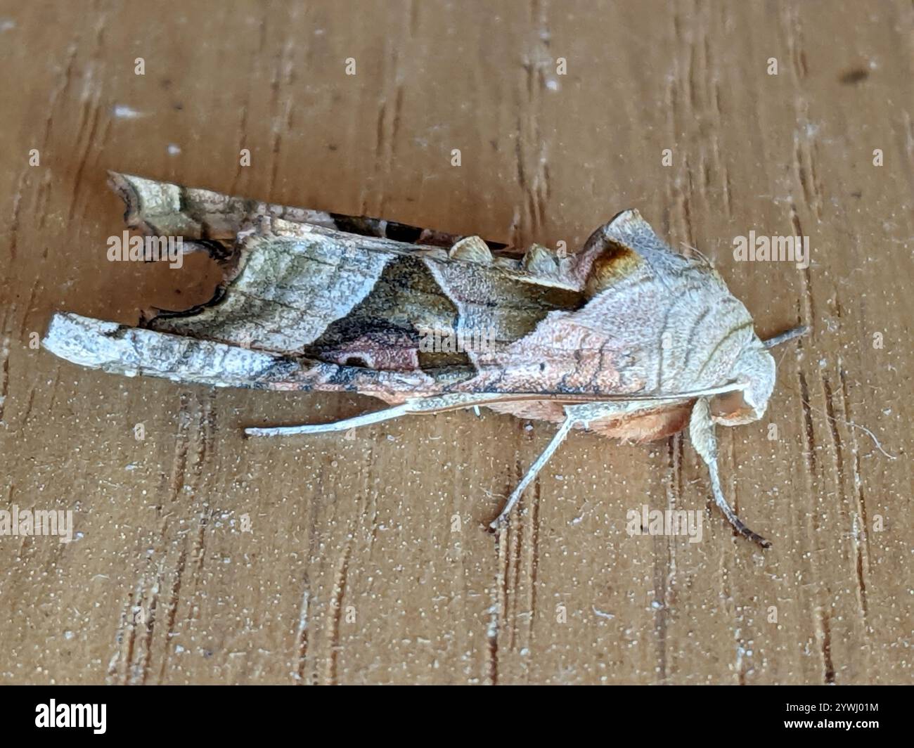 Angle Shades (Phlogophora meticulosa Stock Photo - Alamy