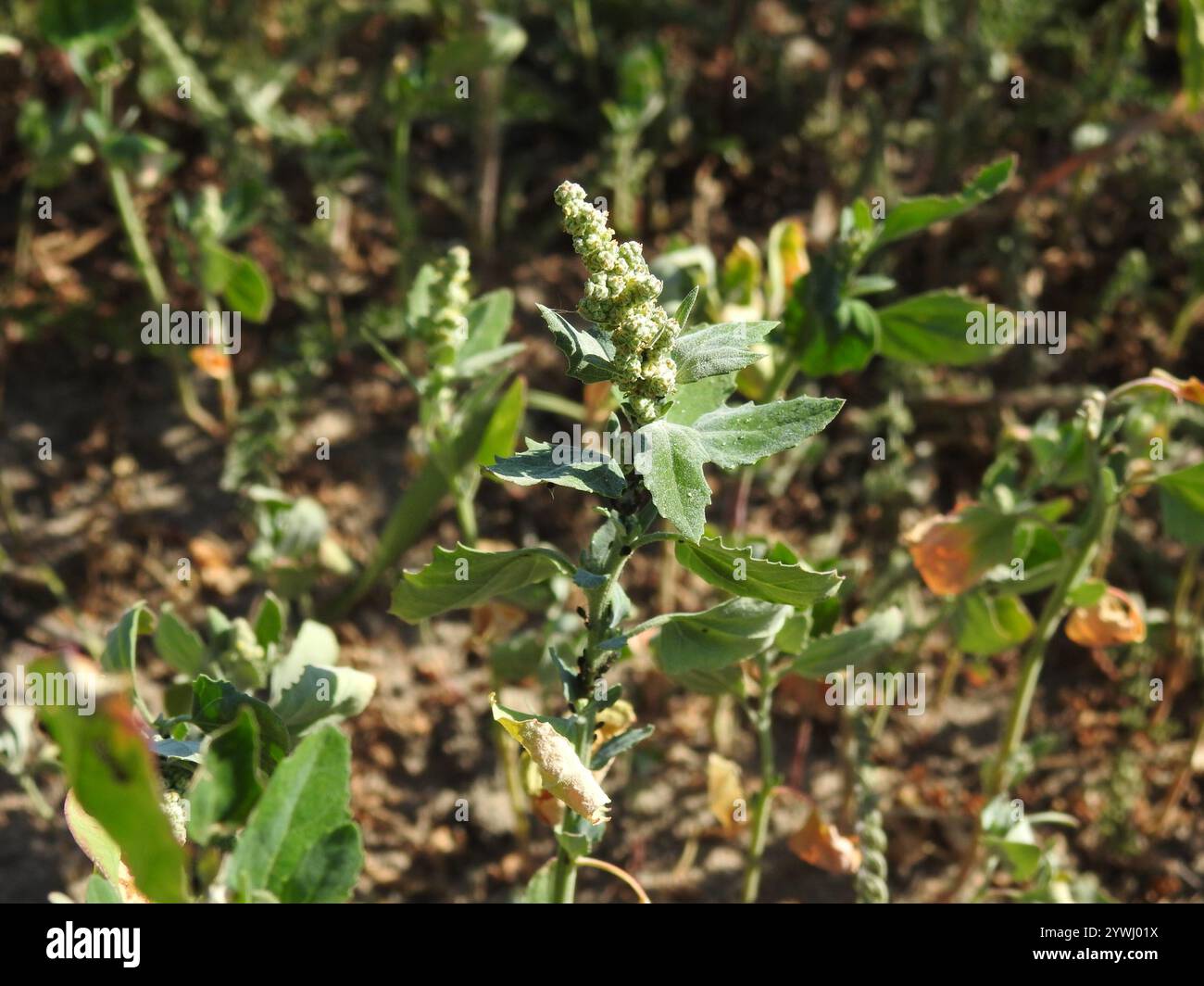 Common Lambsquarters (Chenopodium album Stock Photo - Alamy