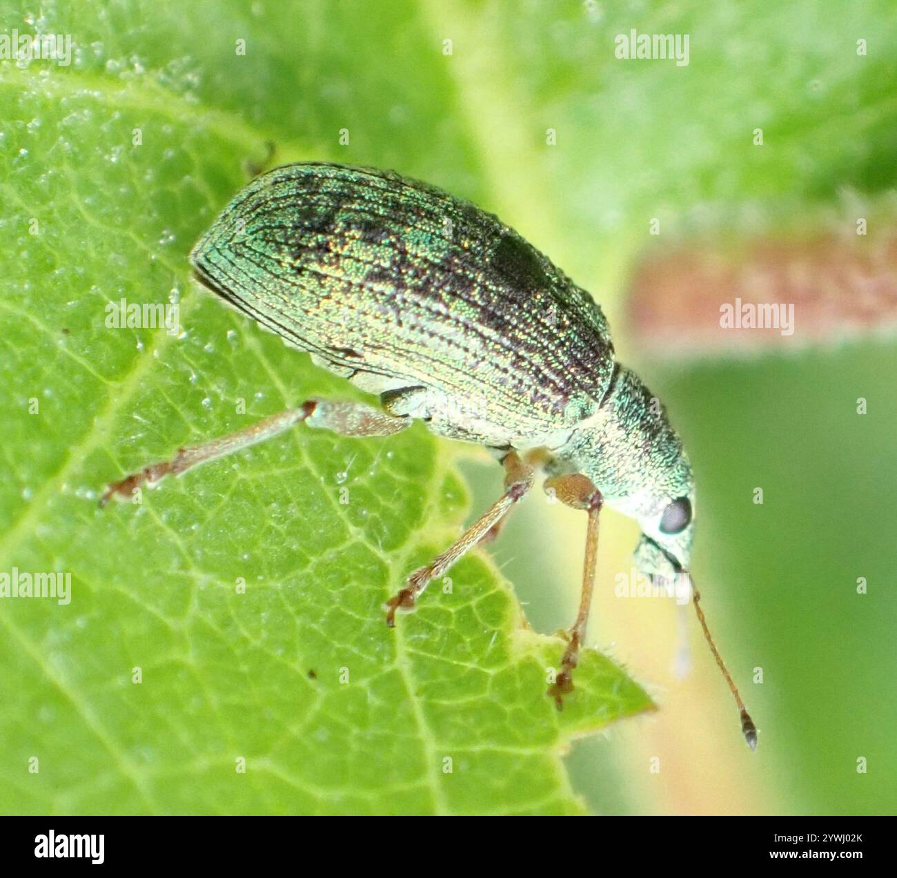 Green Immigrant Leaf Weevil (Polydrusus formosus Stock Photo - Alamy