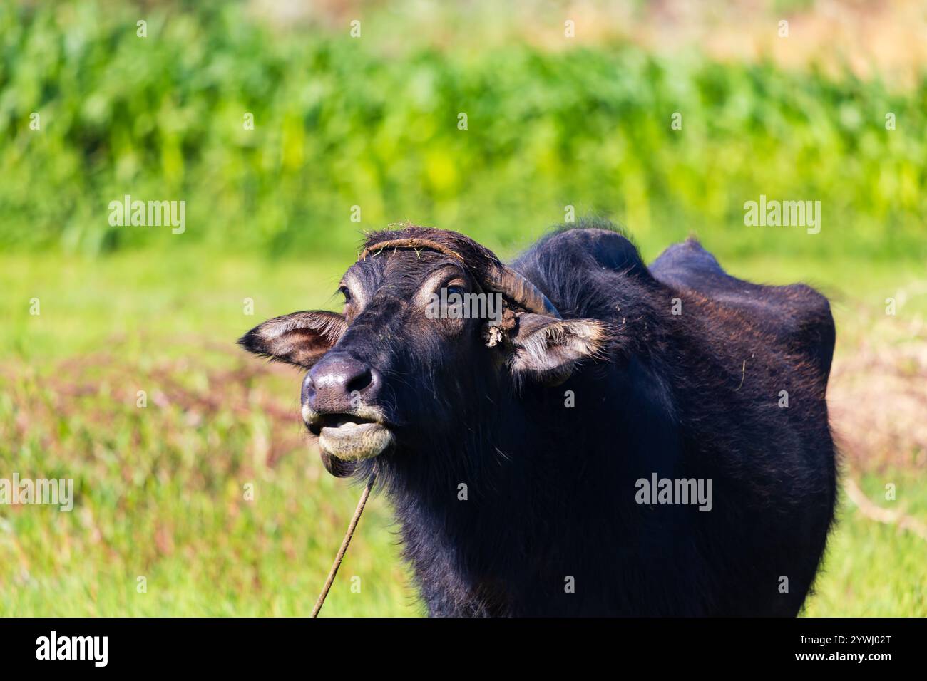 Egyptian buffalo hi-res stock photography and images - Alamy