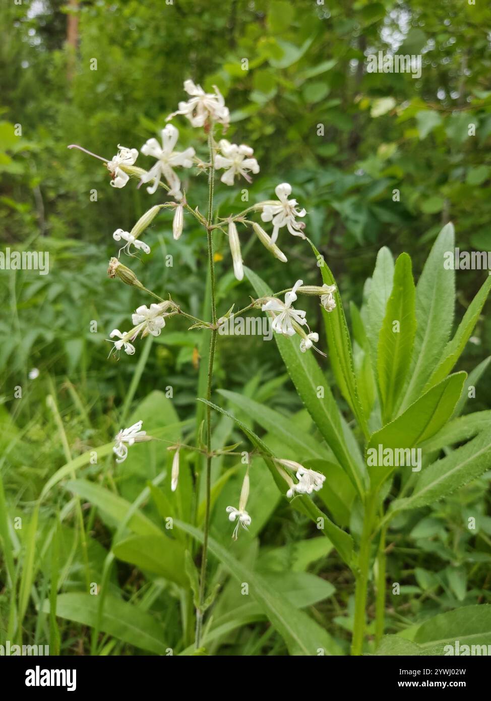Nottingham Catchfly (Silene nutans Stock Photo - Alamy