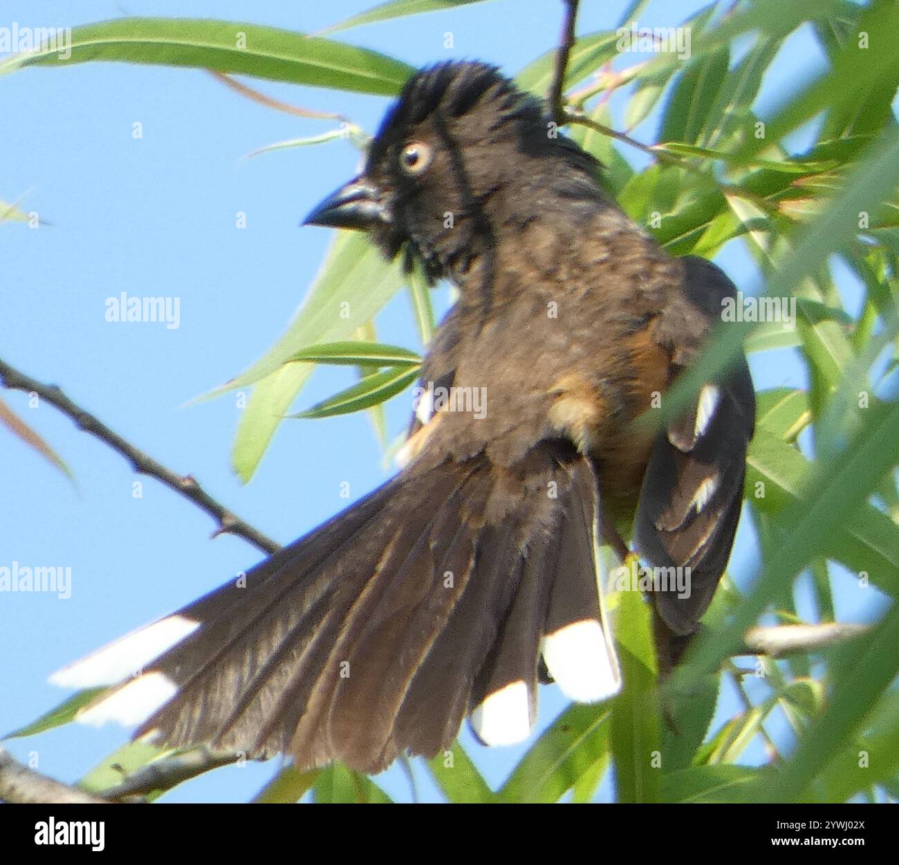 Eastern Towhee (Pipilo erythrophthalmus Stock Photo - Alamy