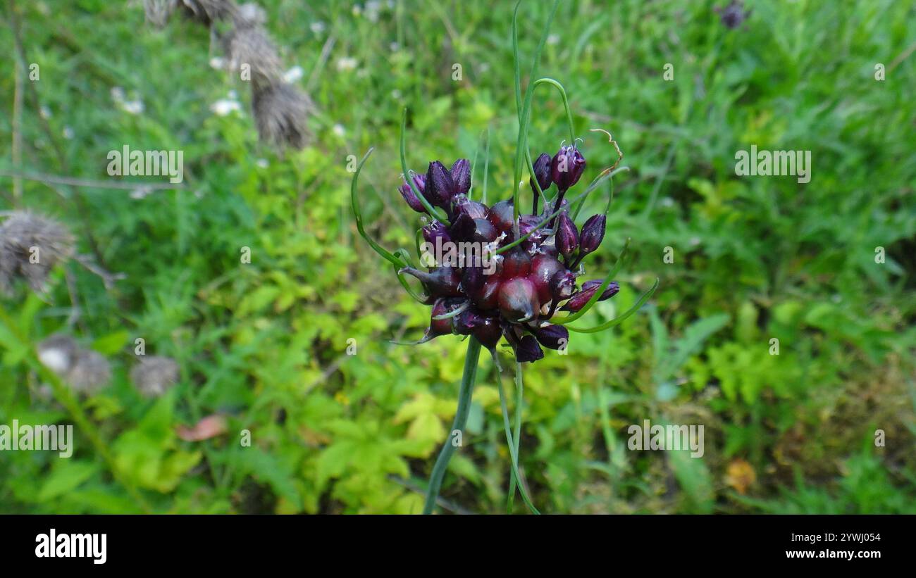Sand Leek (Allium scorodoprasum Stock Photo - Alamy