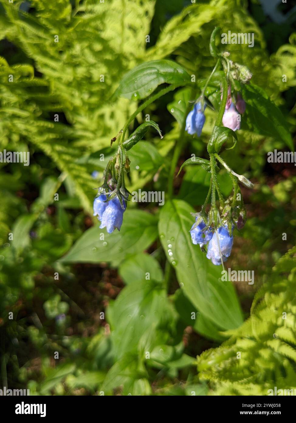 Tall Bluebell (Mertensia paniculata Stock Photo - Alamy
