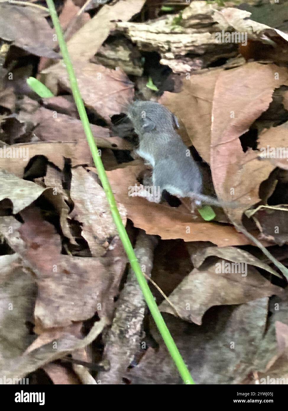 North American Mice and Rats (Neotominae Stock Photo - Alamy