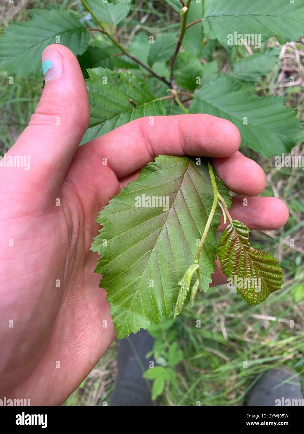 grey alder (Alnus incana Stock Photo - Alamy