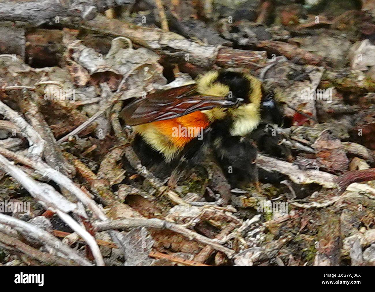 Tricolored Bumble Bee (Bombus ternarius Stock Photo - Alamy