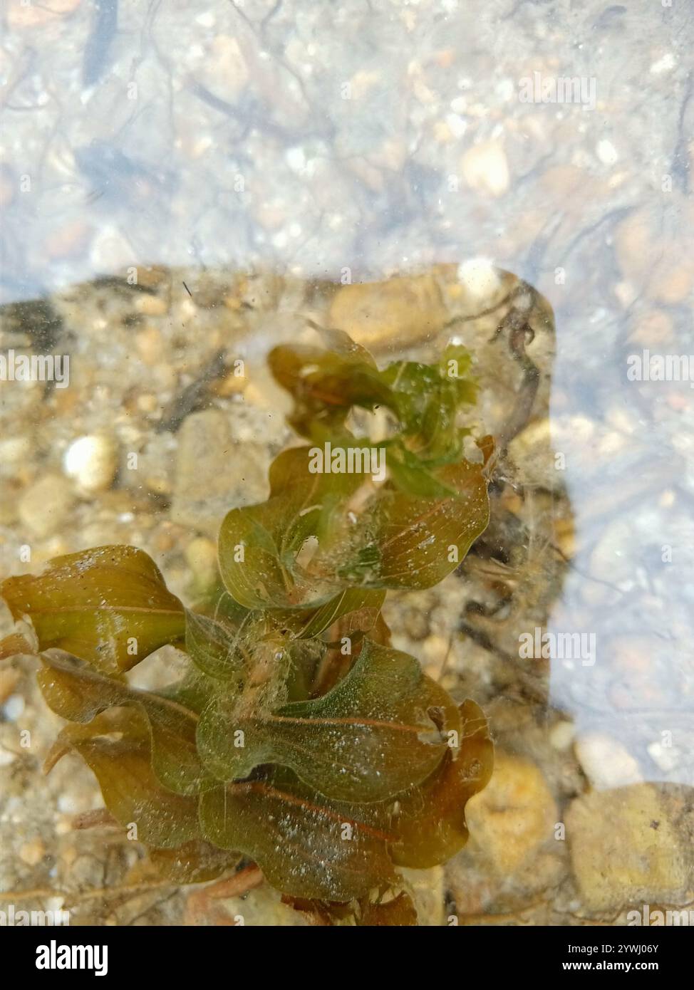 Perfoliate Pondweed (Potamogeton perfoliatus Stock Photo - Alamy