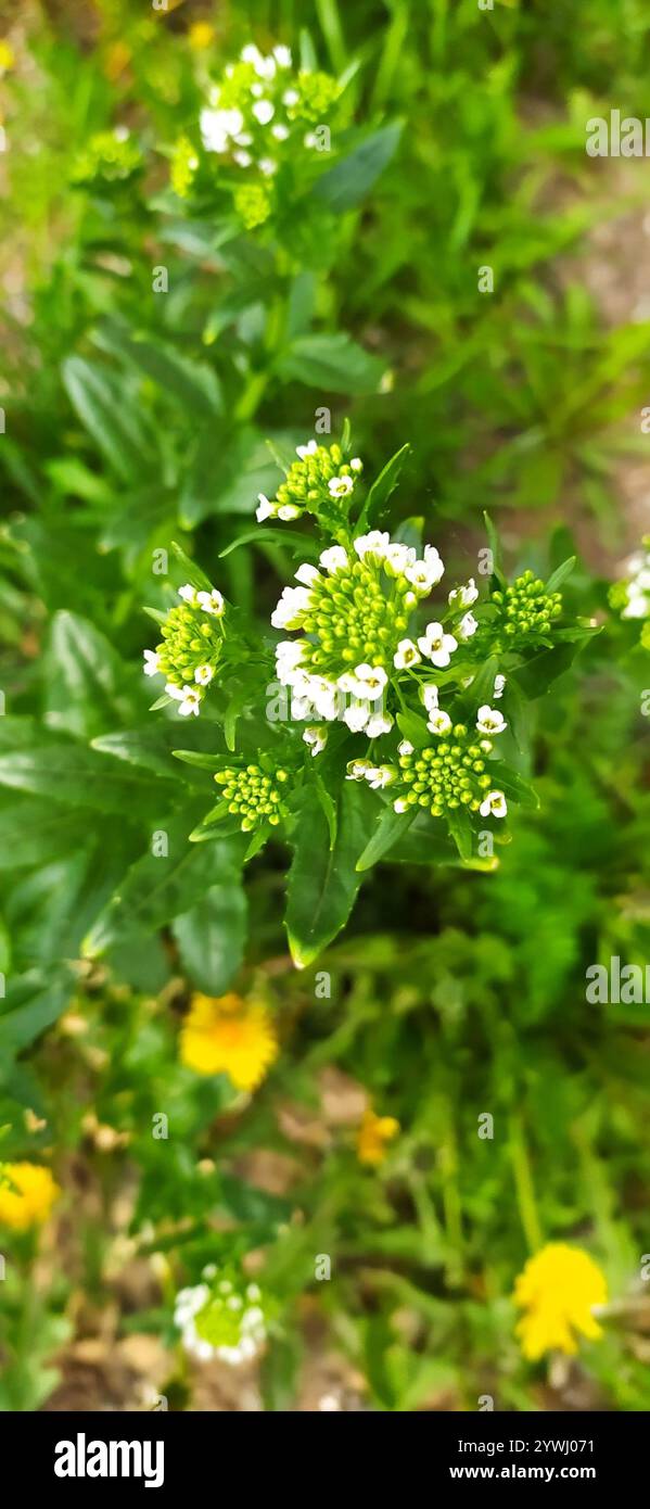 field penny-cress (Thlaspi arvense Stock Photo - Alamy
