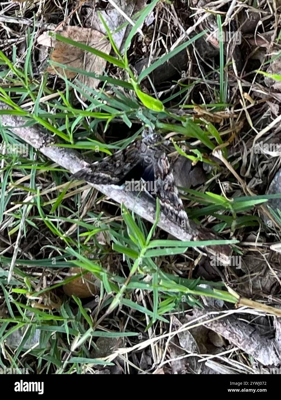 Epione Underwing (Catocala epione Stock Photo - Alamy