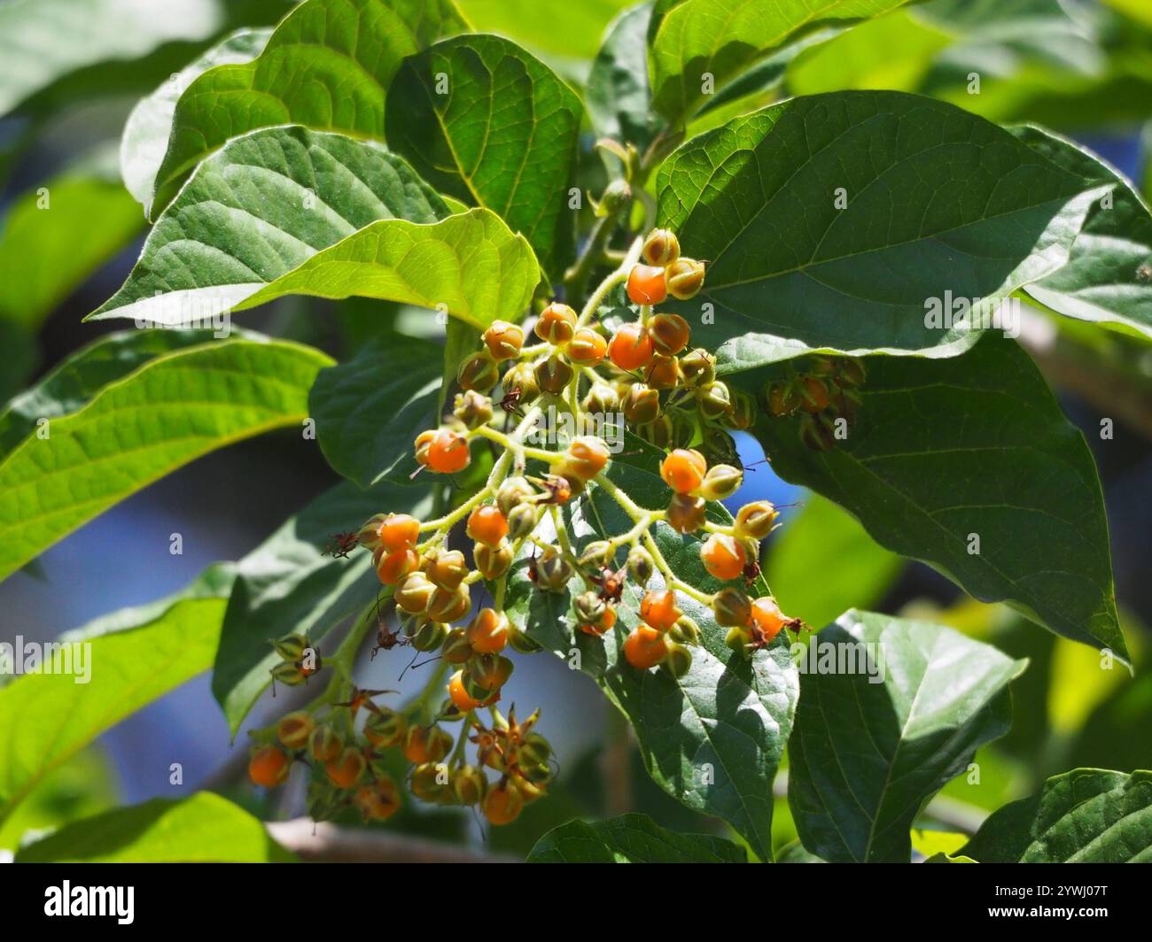 Formosa Ehretia (Ehretia resinosa Stock Photo - Alamy