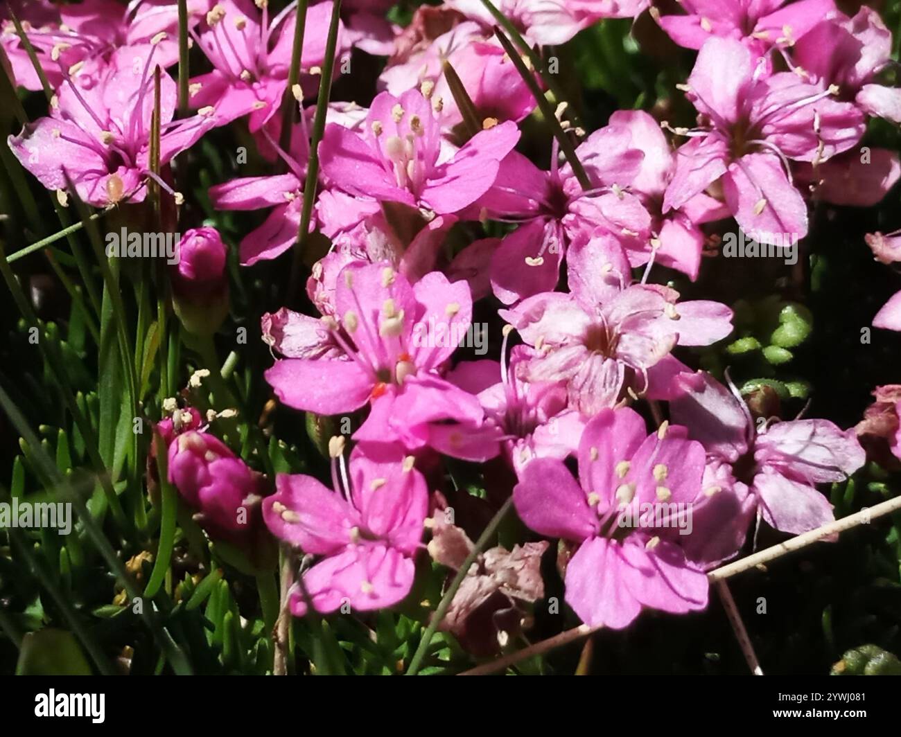 Moss Campion (Silene acaulis Stock Photo - Alamy