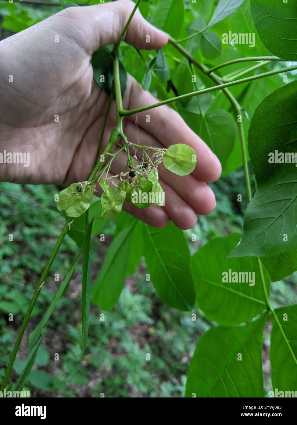 common hoptree (Ptelea trifoliata Stock Photo - Alamy