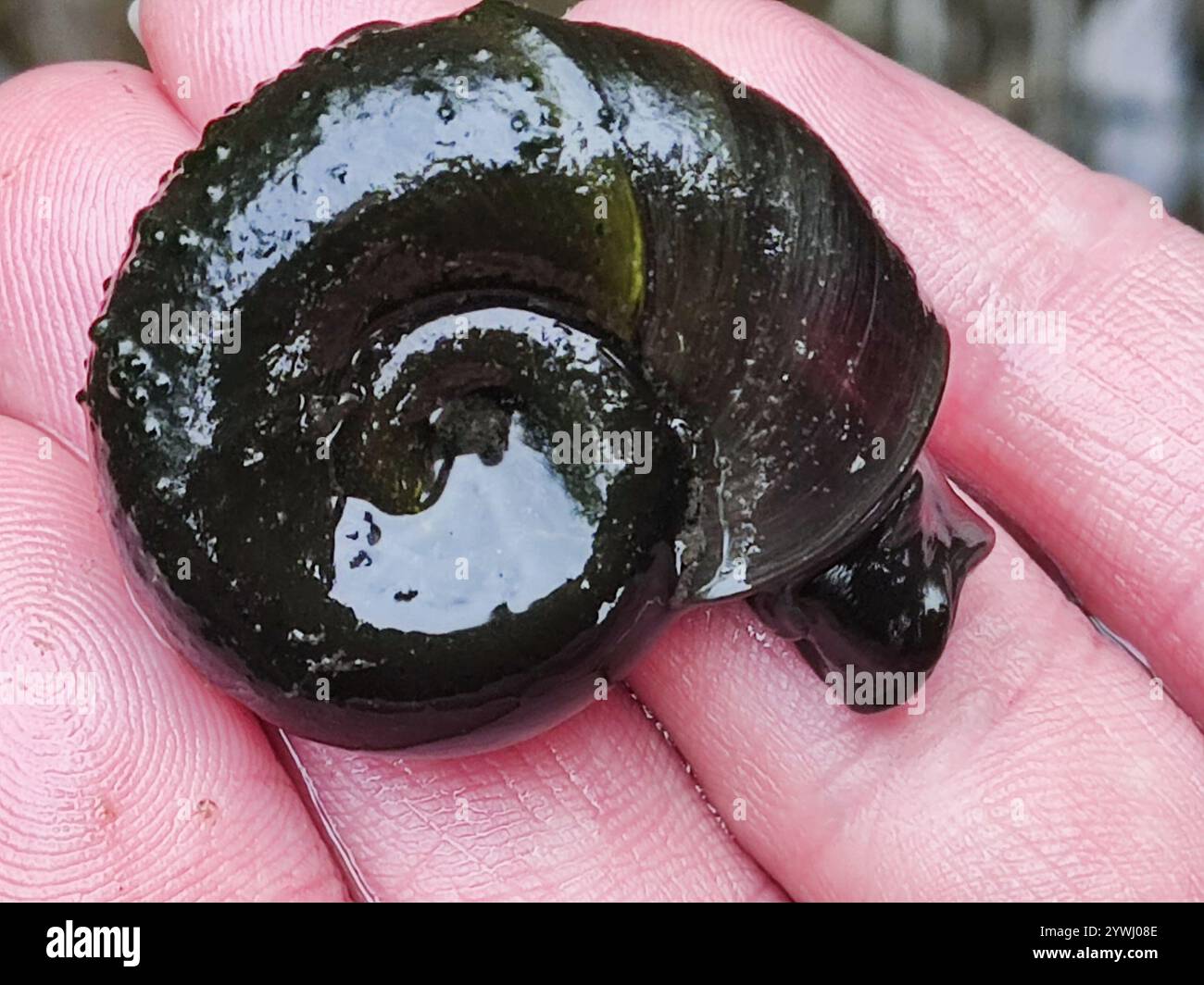 Great Ram's-horn (Planorbarius corneus Stock Photo - Alamy