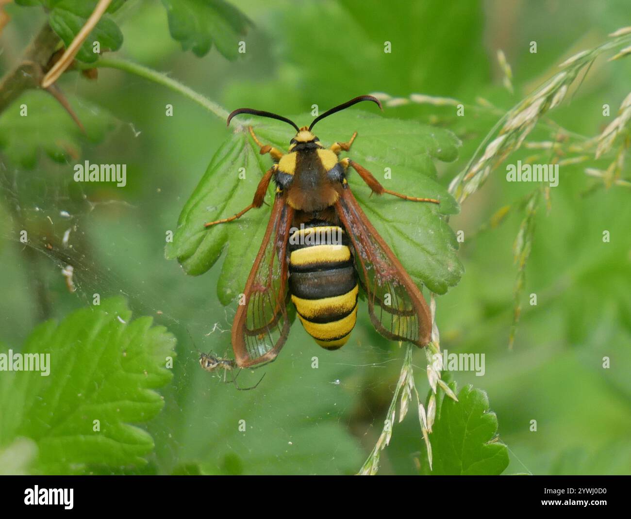 Hornet Moth (Sesia apiformis Stock Photo - Alamy