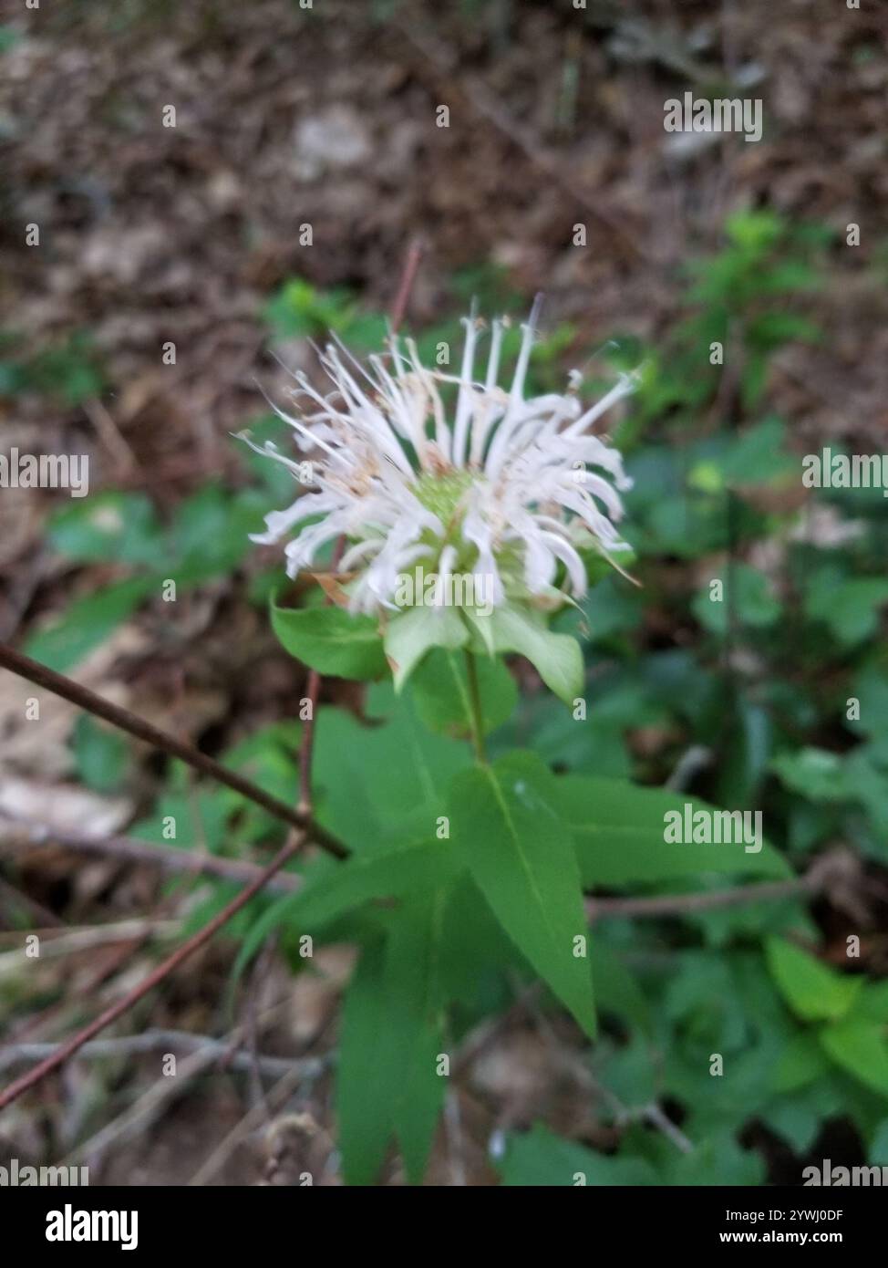 white bergamot (Monarda clinopodia Stock Photo - Alamy