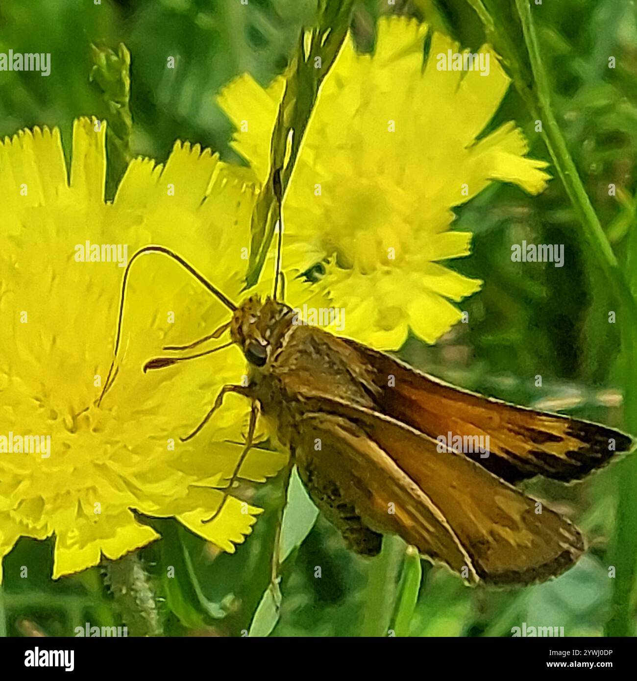 Indian Skipper (Hesperia sassacus Stock Photo - Alamy