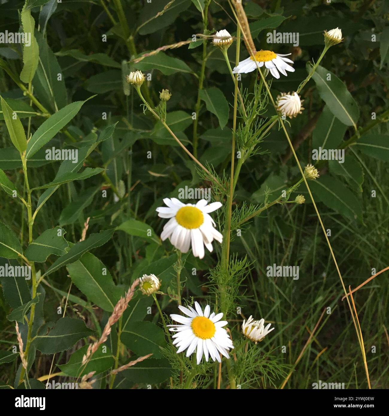 scentless mayweed (Tripleurospermum inodorum Stock Photo - Alamy
